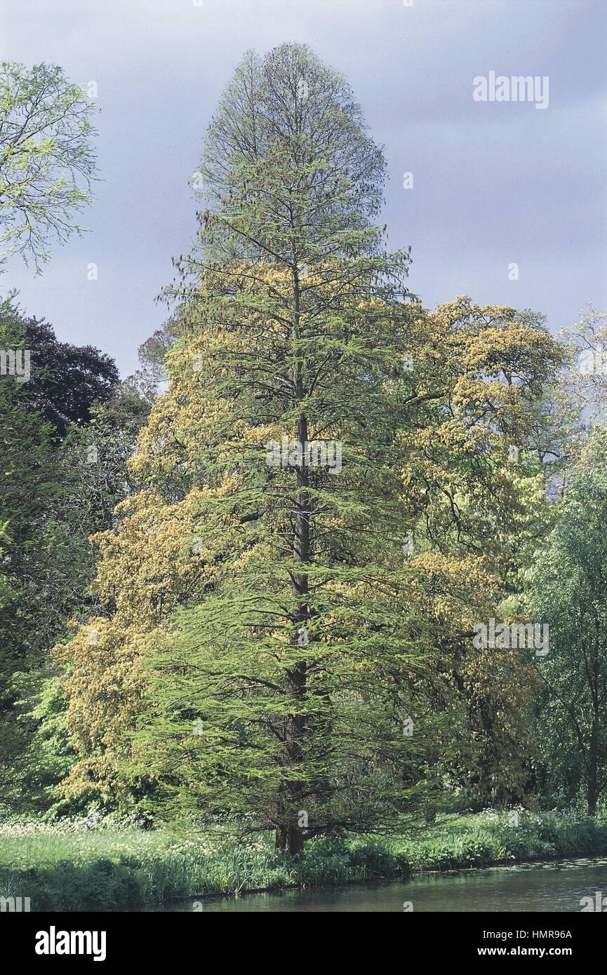 Botany - Trees - Cupressaceae - Bald Cypress tree (Taxodium distichum ...