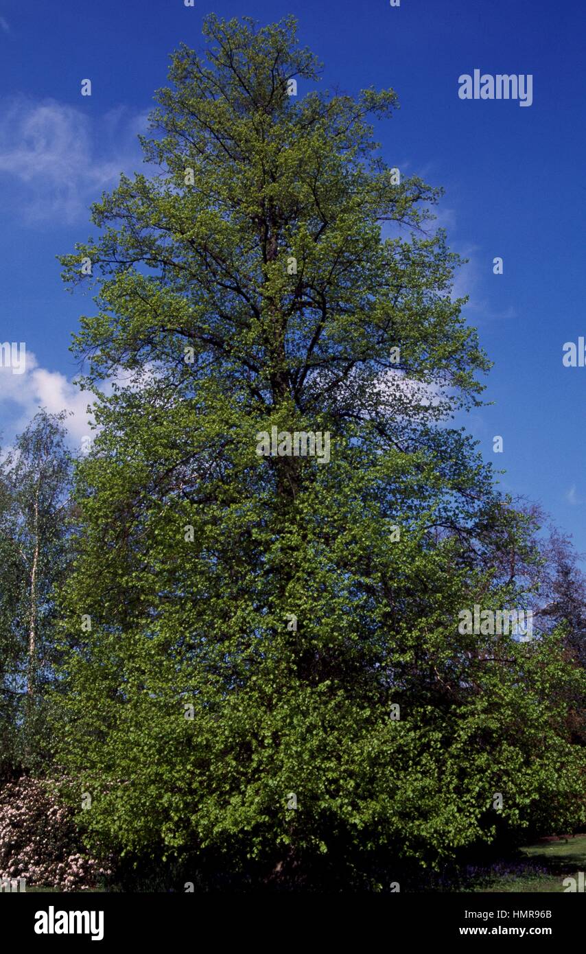 Lime Hybrid (Tilia x vulgaris), Tiliaceae Stock Photo - Alamy