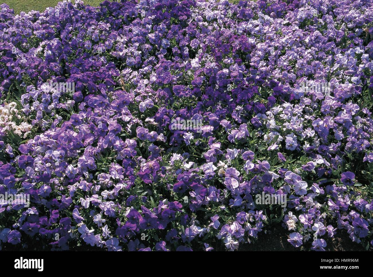 Botany - Violaceae. Violet (Viola 'Ultima Lavender' Stock Photo - Alamy