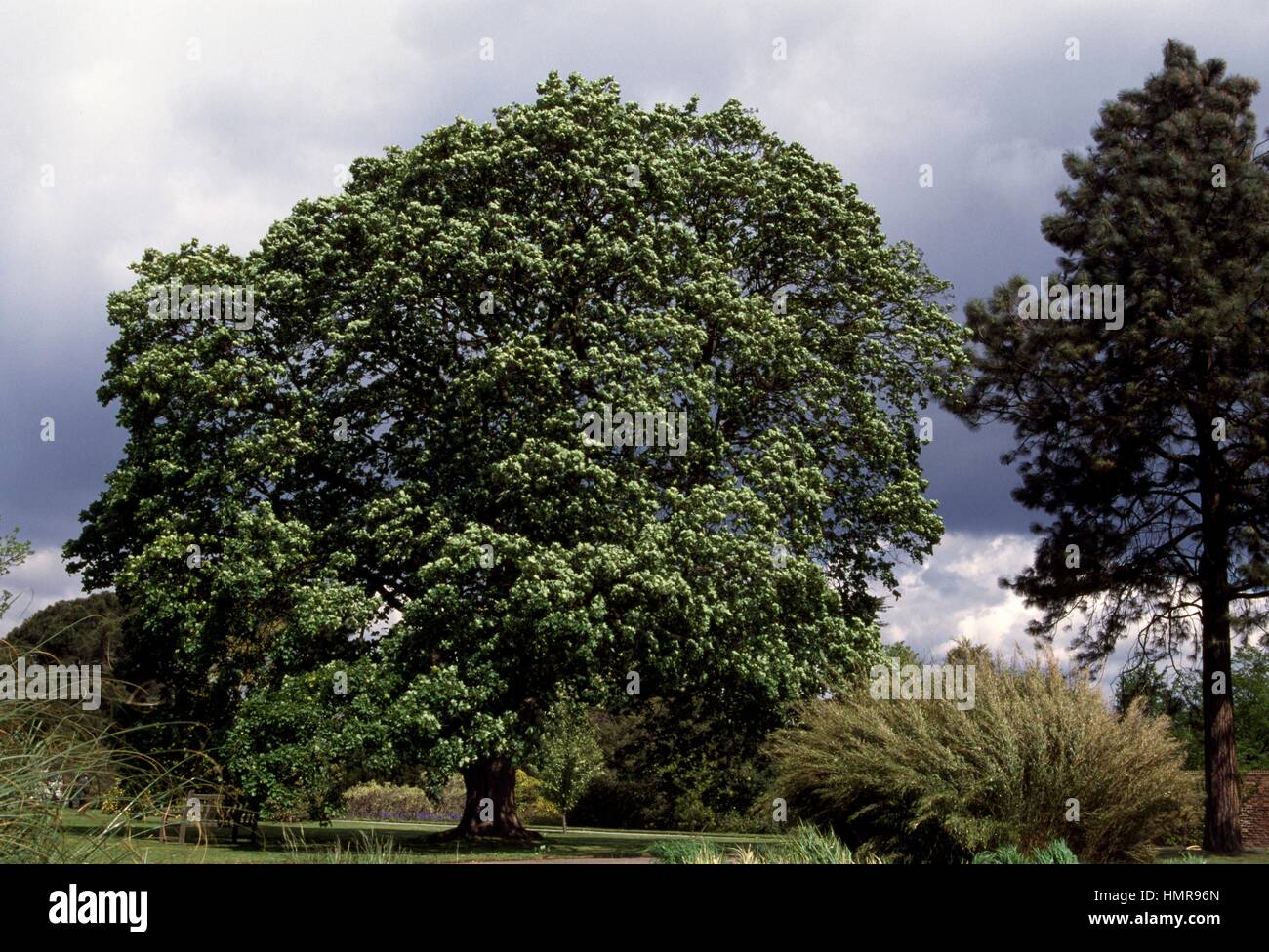 Date plum tree hi-res stock photography and images - Alamy
