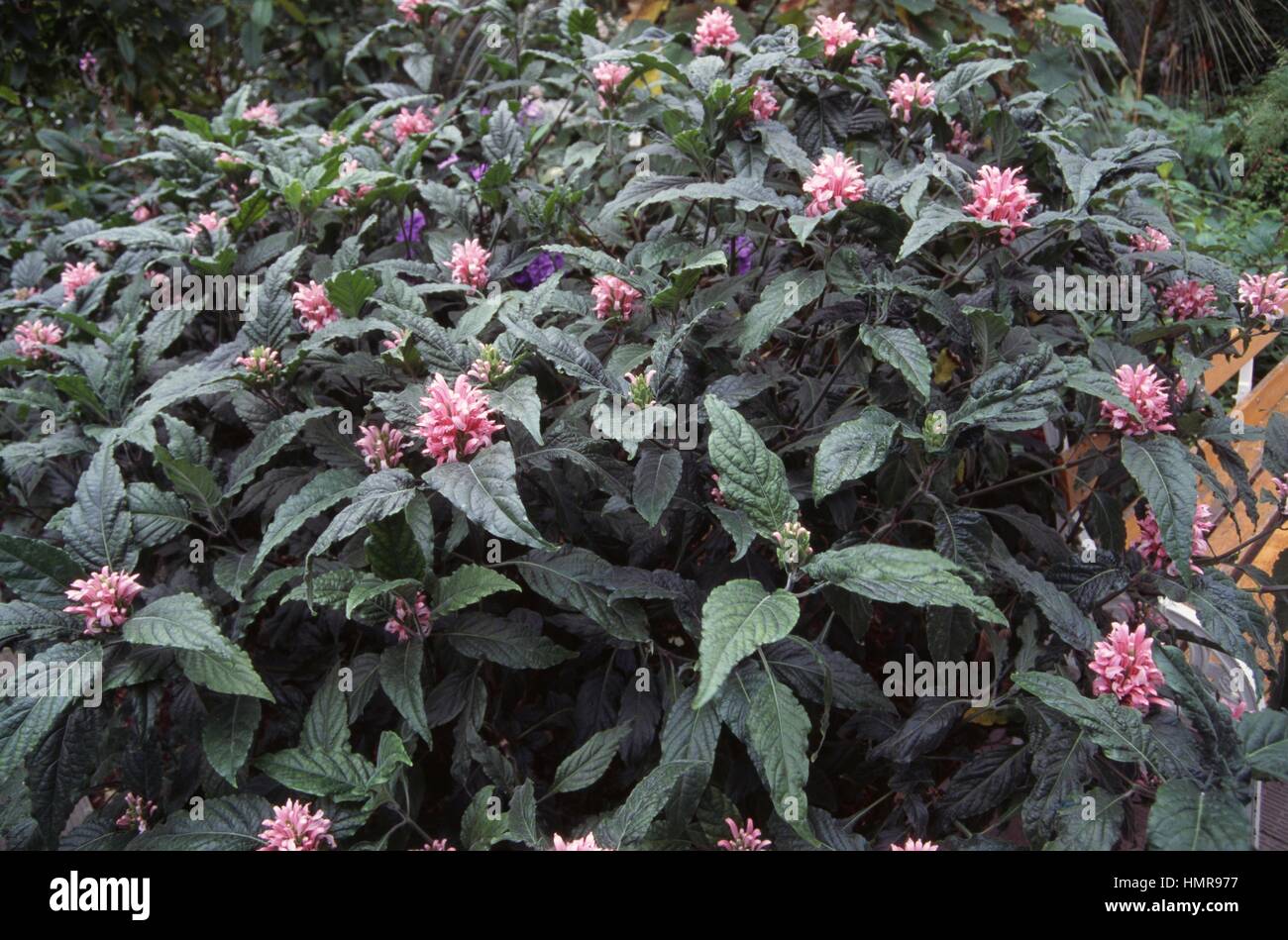 Brazilian plume jacobinia hi-res stock photography and images - Alamy
