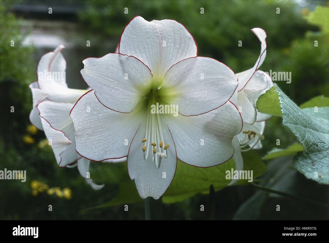 Botany - Amaryllidaceae. Hippeastrum 'Picotee' Stock Photo - Alamy