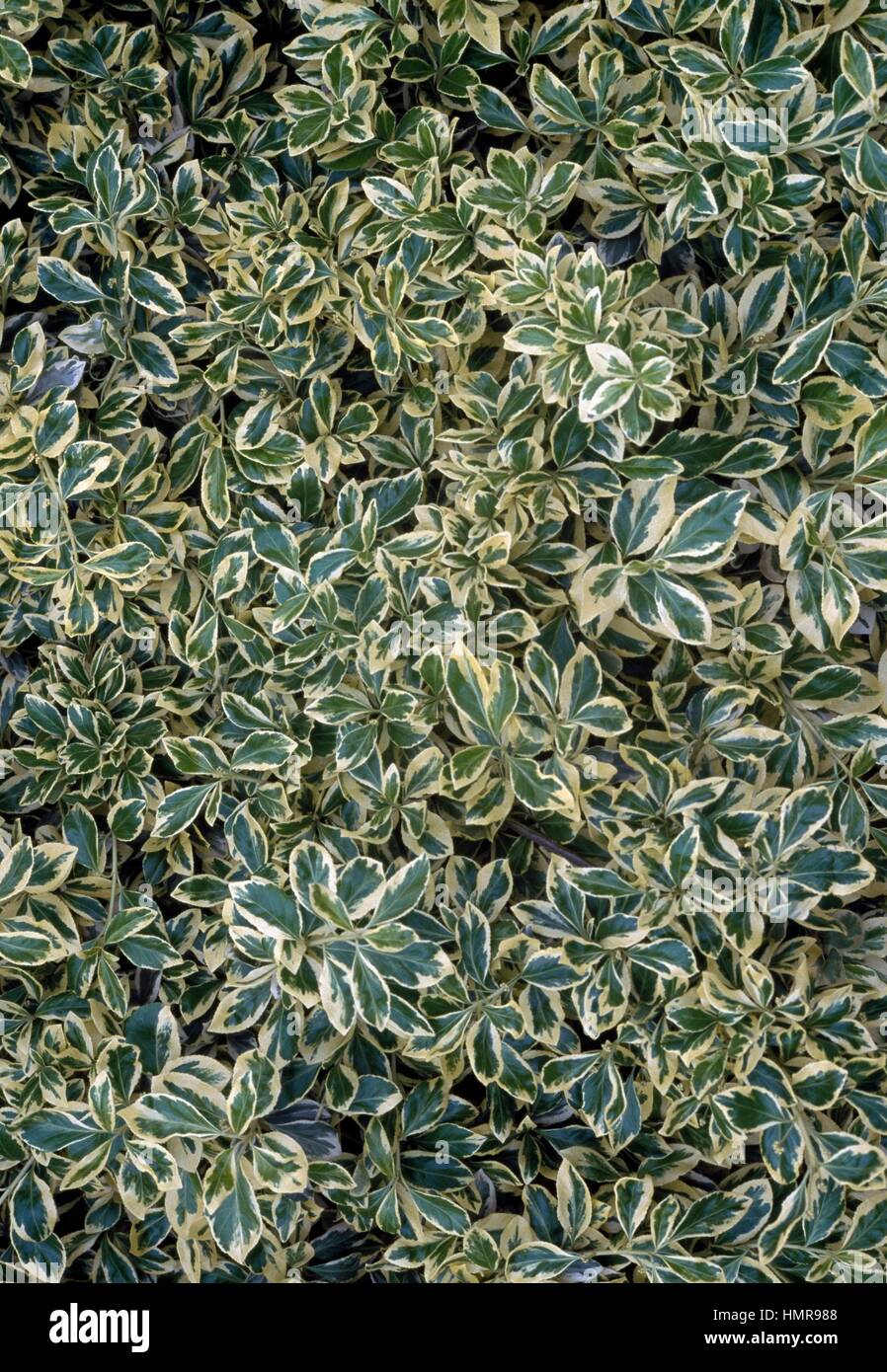 Dogwood leaves cornus sp hi-res stock photography and images - Alamy