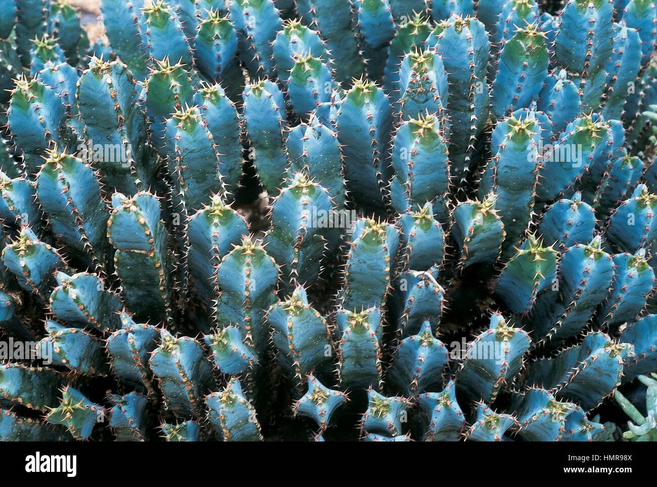 African spurge (Euphorbia resinifera), Euphorbiaceae Stock Photo - Alamy