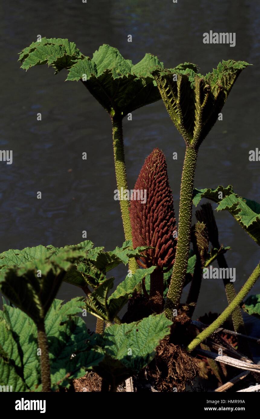 Gunnera tinctoria leaf hi-res stock photography and images - Alamy