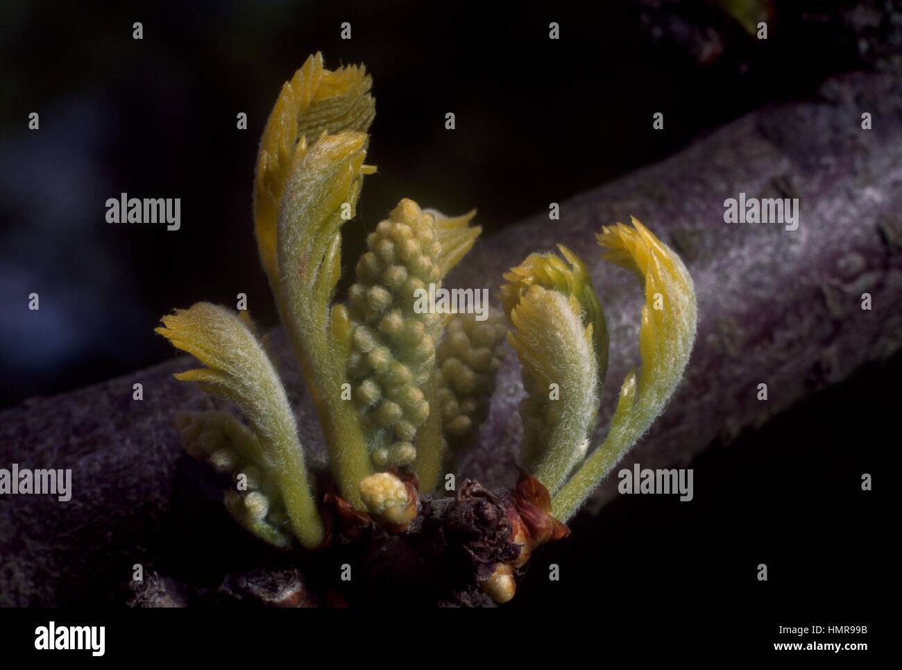Honey Locust branch and bud (Gleditsia triacanthos), Fabaceae ...
