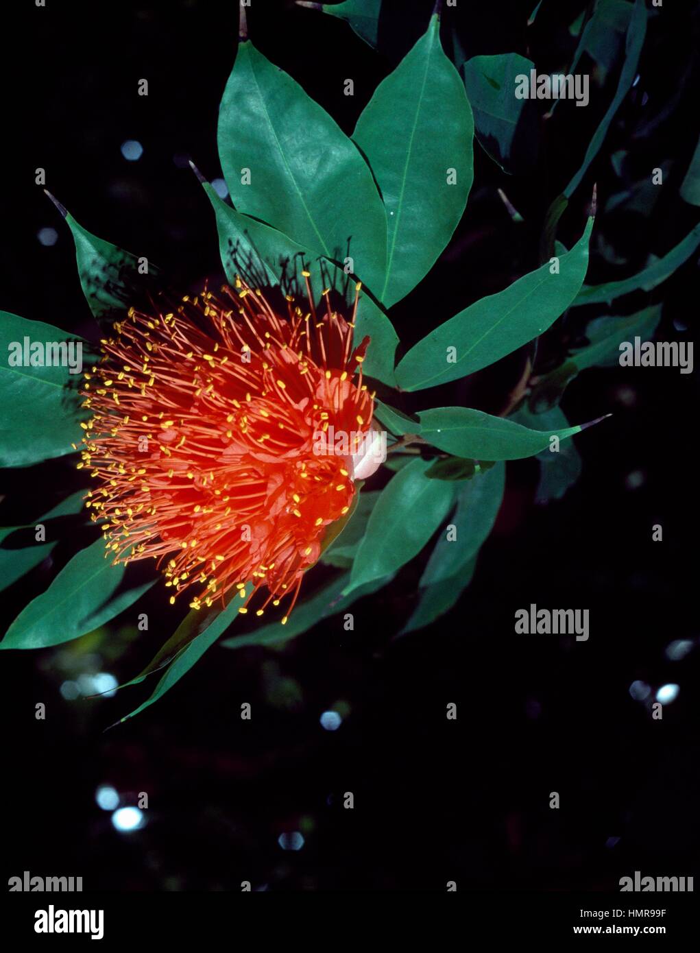 Scarlet Flame Bean leaves and flowers (Brownea coccinea latifolia ...