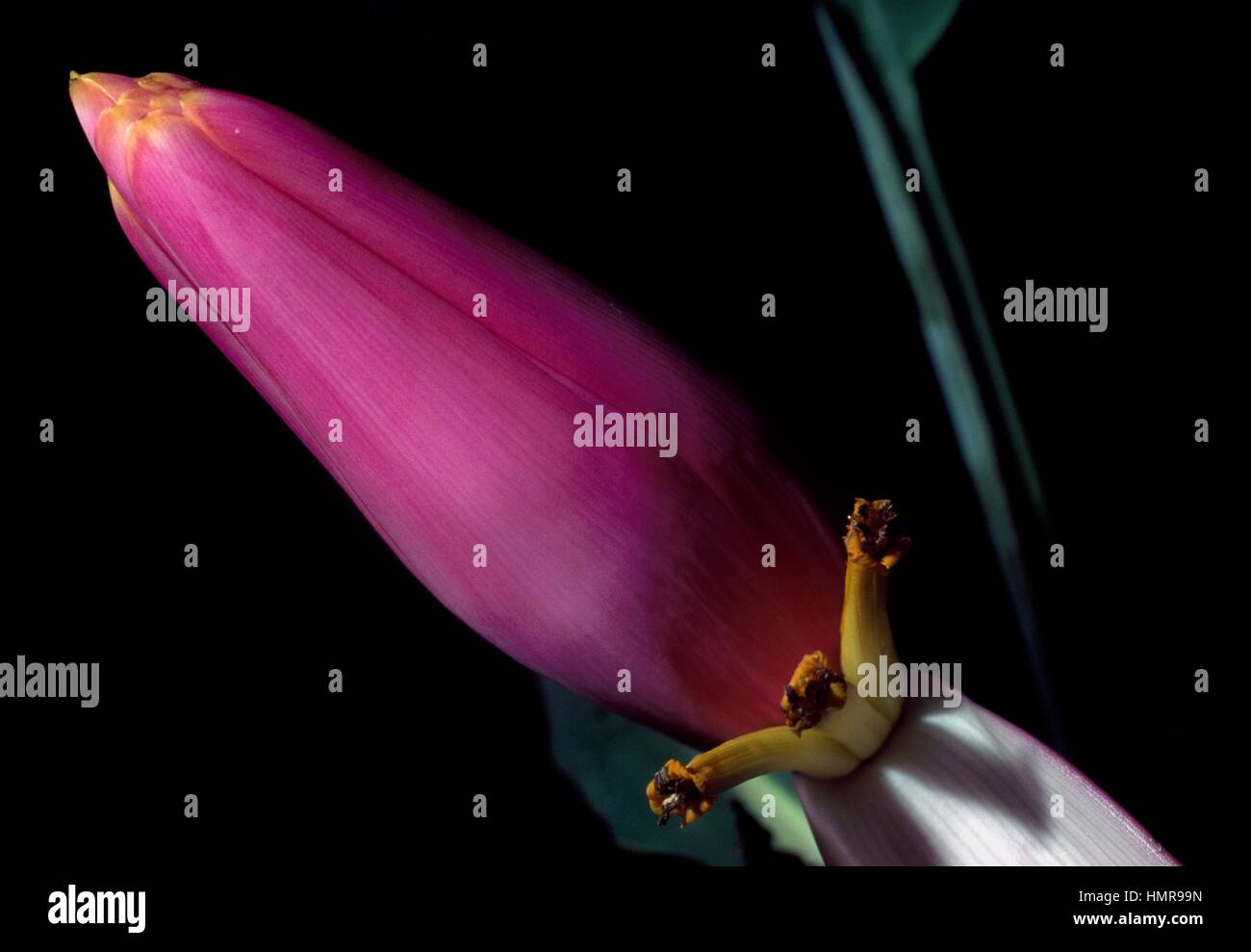 Flower of Flowering Banana (Musa ornata), Musaceae Stock Photo - Alamy