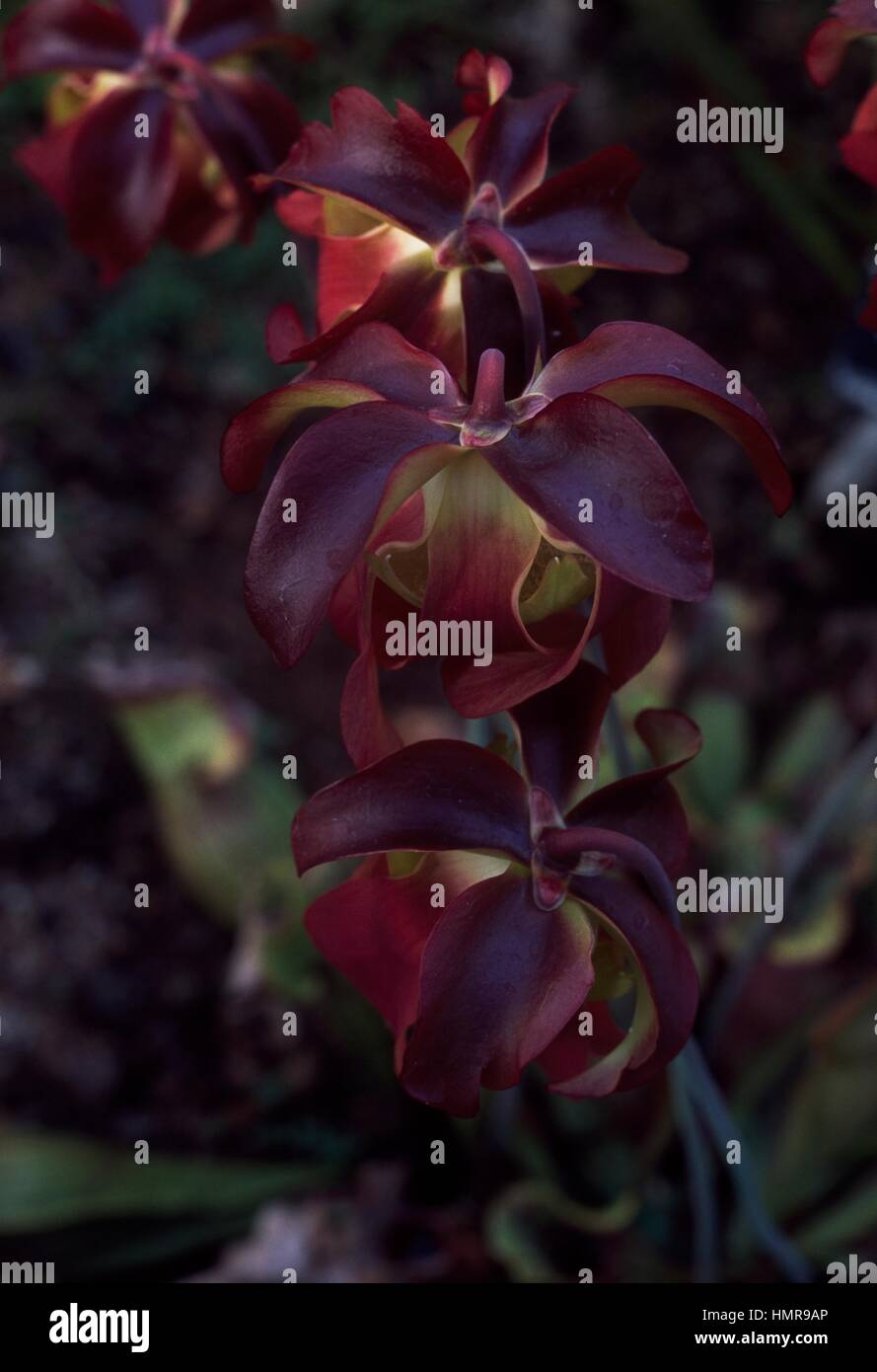 Purple pitcher plant (Sarracenia purpurea), Sarraceniaceae, carnivorous ...