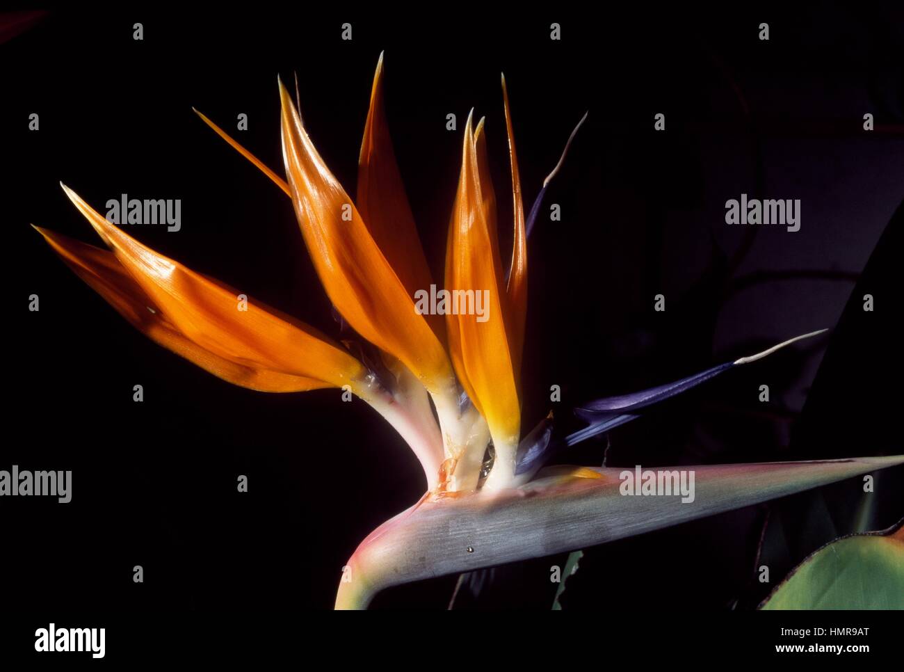 Crane Flower or Bird of Paradise (Strelitzia reginae), Strelitziaceae ...