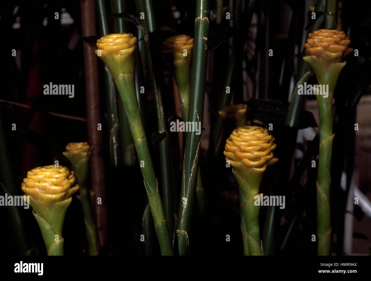 Beehive ginger inflorescences (Zingiber spectabile), Zingiberaceae ...