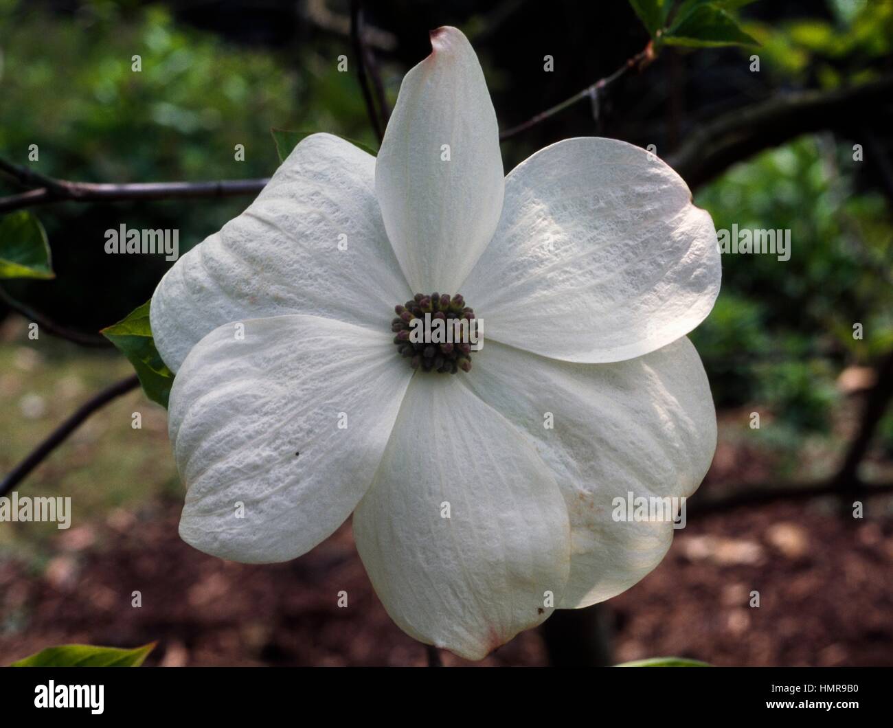 Dogwood (Cornus sp), Cornaceae Stock Photo - Alamy