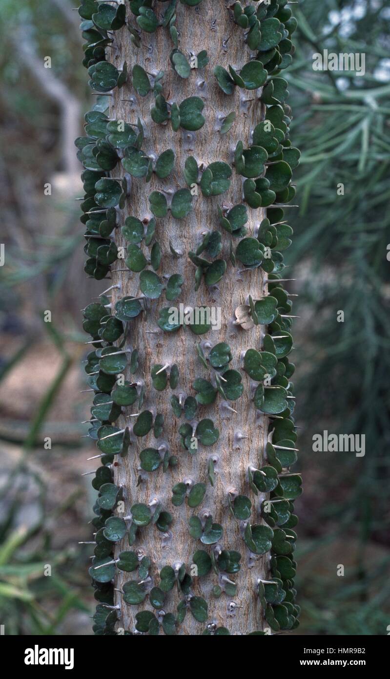 Alluaudia ascendens, Didiereaceae Stock Photo - Alamy