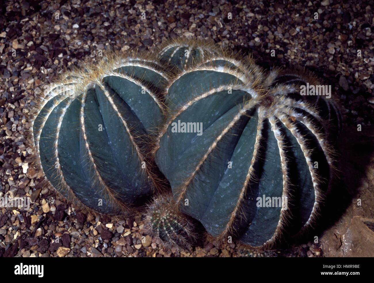 Balloon cactus (Parodia magnifica), Cactaceae Stock Photo - Alamy