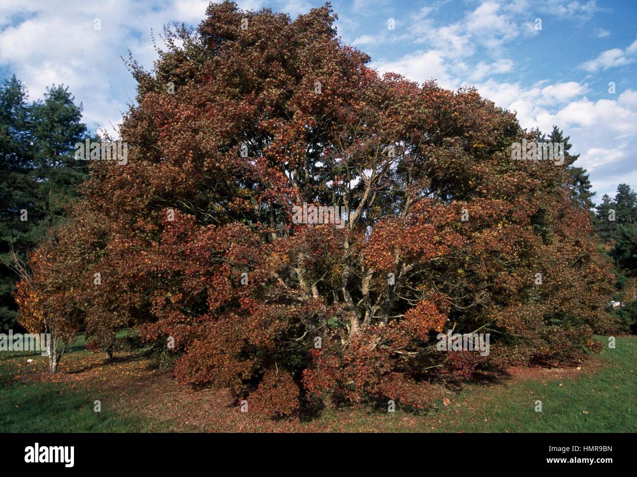 Japanese Maple (Acer palmatum Dissectum), Aceraceae-Sapindaceae Stock ...