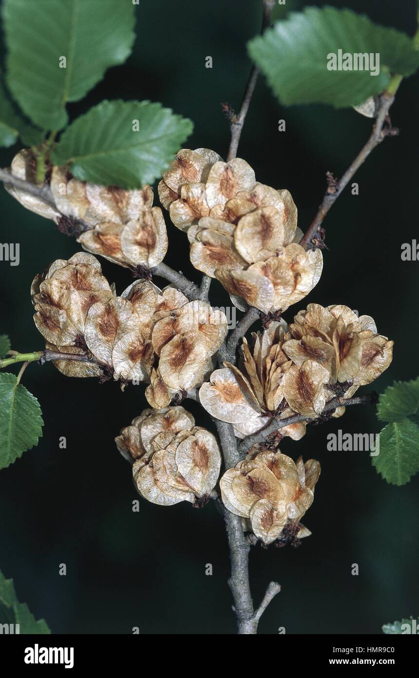 Botany - Ulmaceae - European elm (Ulmus carpinifolia), leaves and seeds ...