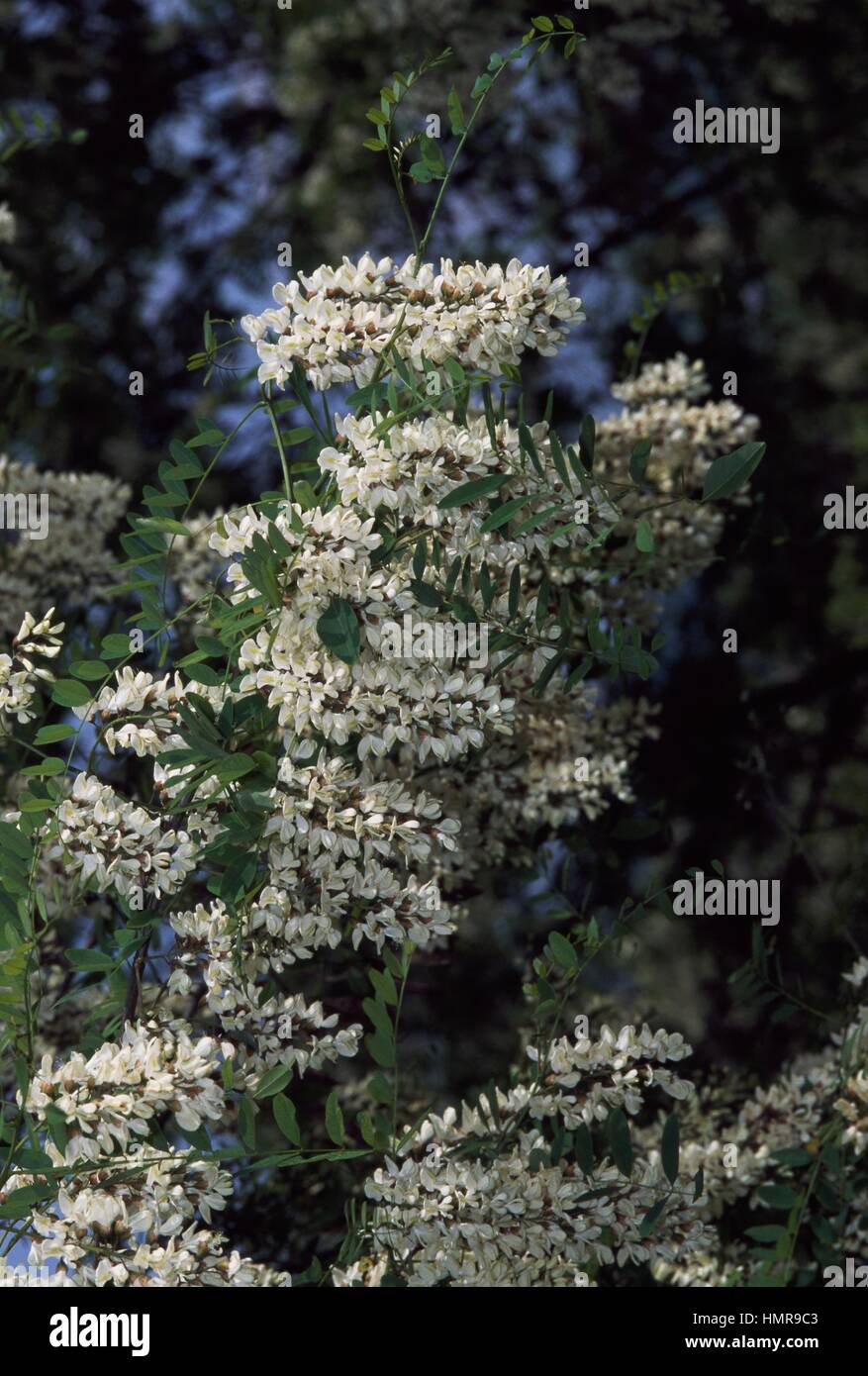 Flowering Black Locust branch (Robinia pseudoacacia), Fabaceae ...
