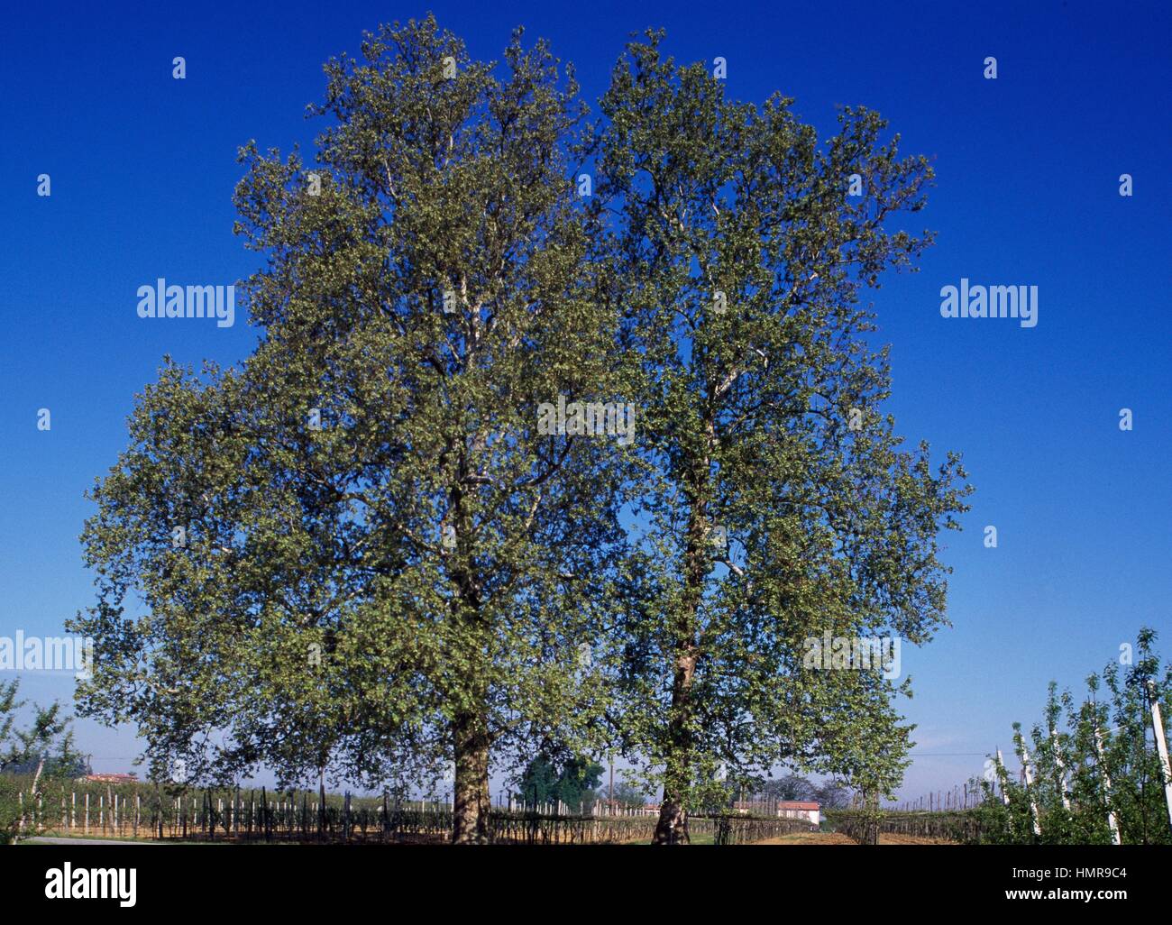 Hybrid Plane or Common Platano specimens (Platanus hybrida ...