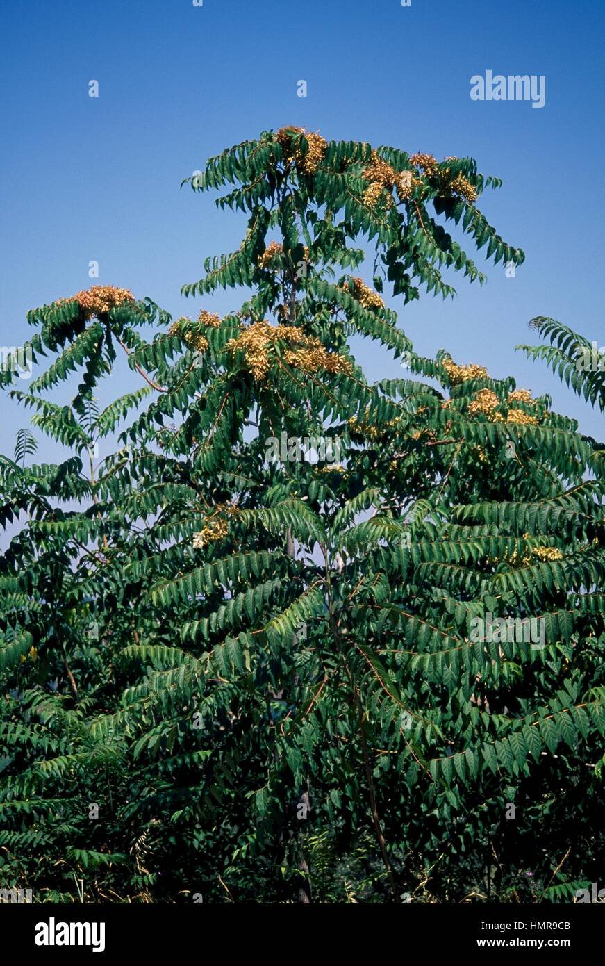 Tree of Heaven or Ailanthus (Ailanthus altissima), Simaroubaceae Stock ...