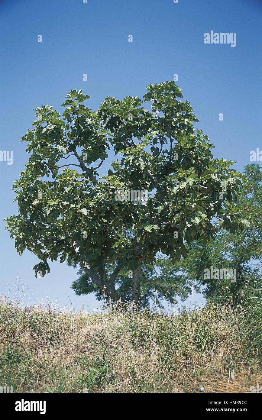 Botany trees moraceae edible hi-res stock photography and images - Alamy