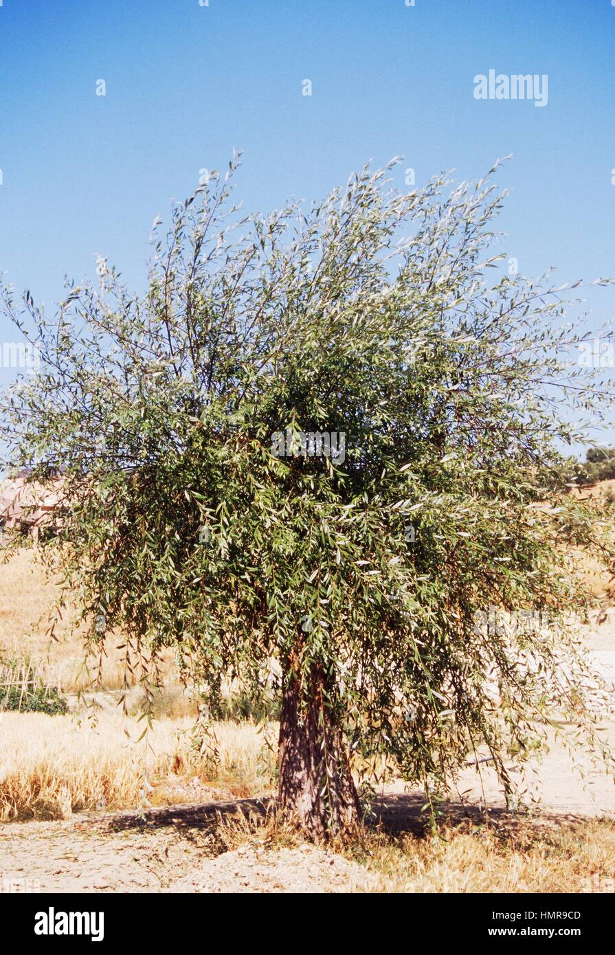 Common Osier Willow (Salix viminalis), Salicaceae Stock Photo - Alamy