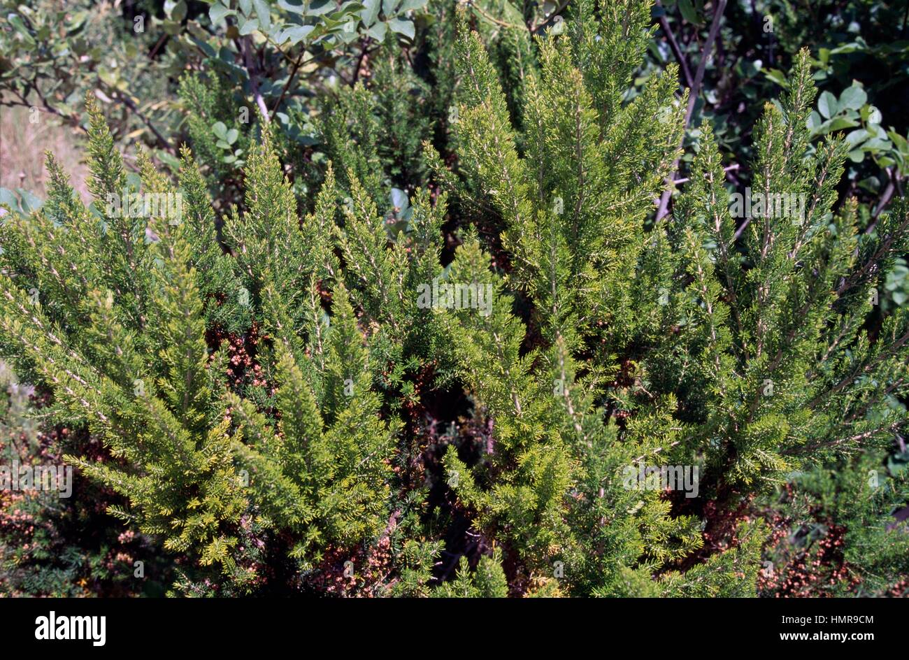 Heath erica sp hi-res stock photography and images - Alamy