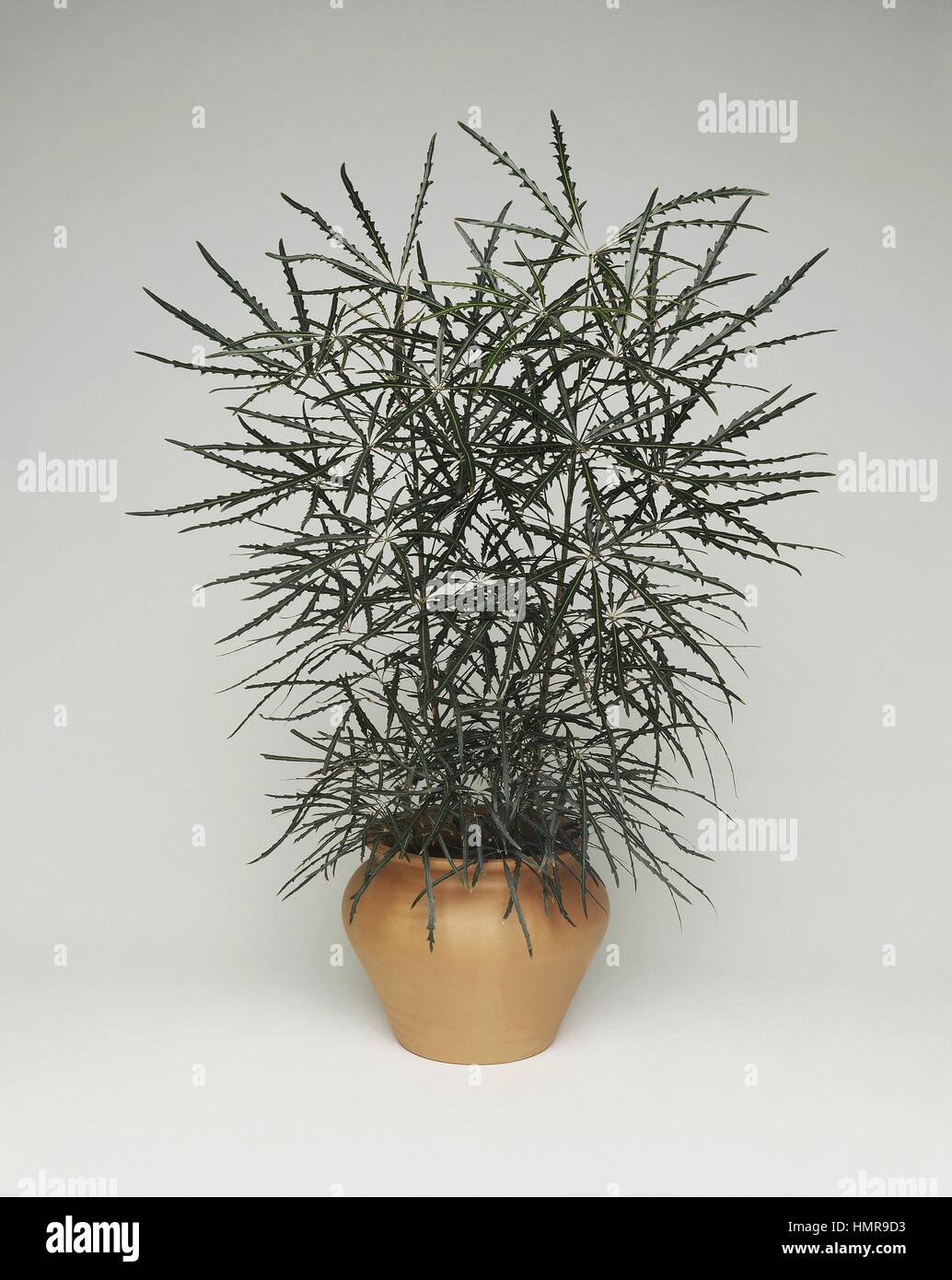 Houseplants - Araliaceae. False aralia (Dizygotheca elegantissima Stock ...