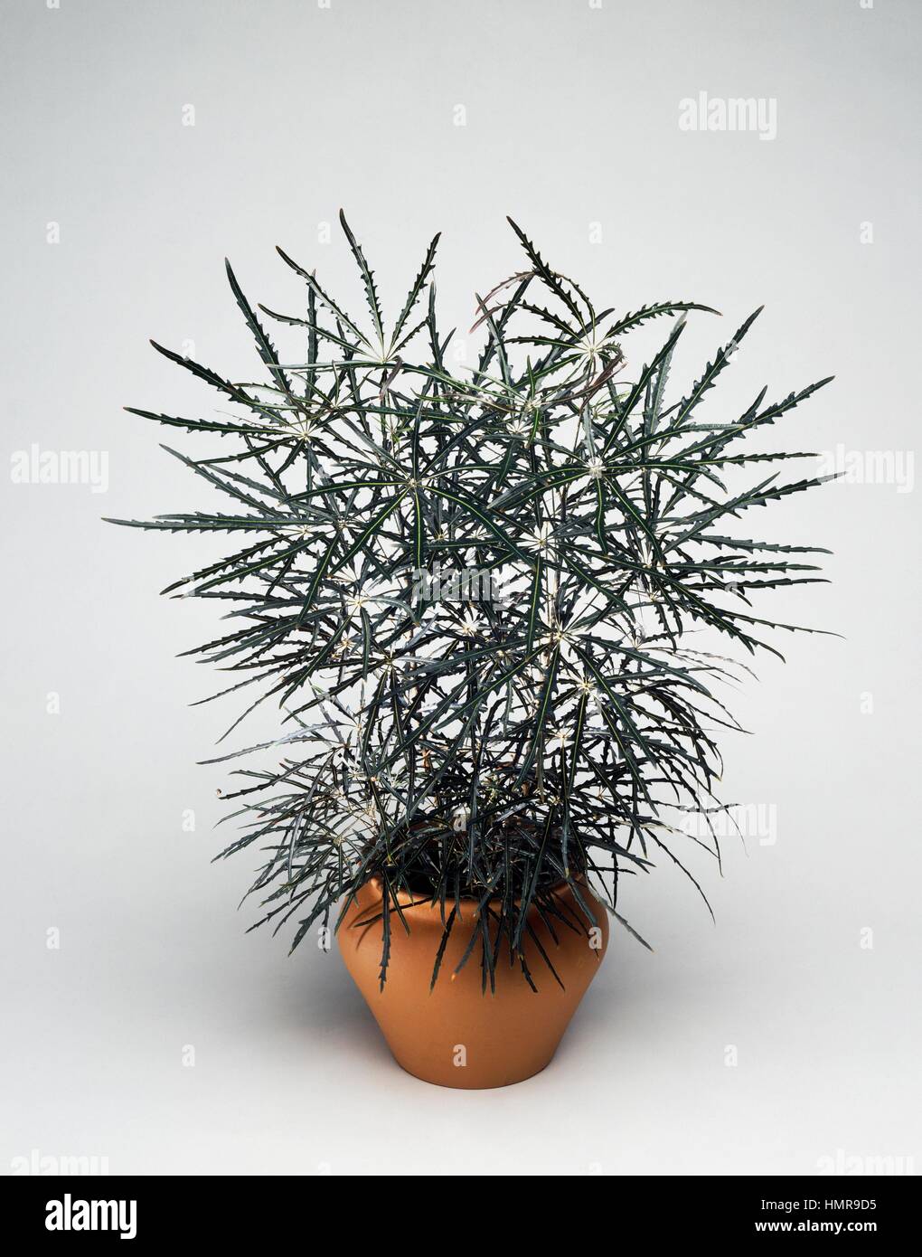 False aralia, spider aralia (Dizygotheca elegantissima), Araliaceae ...