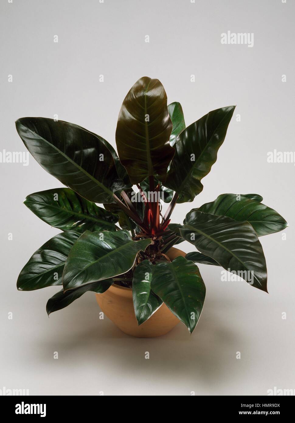 Philodendron (Philodendron Emerald Red), Araceae Stock Photo - Alamy
