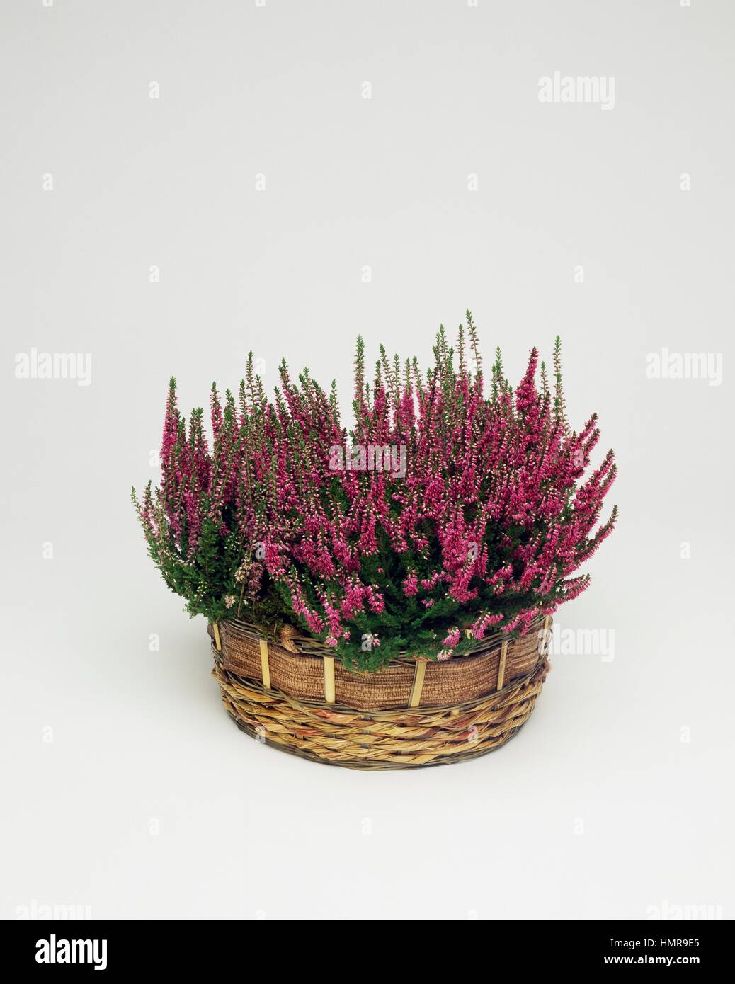 Erica sp hi-res stock photography and images - Alamy