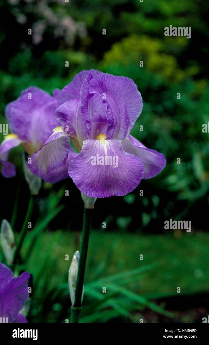 Dalmatian iris or sweet iris hi-res stock photography and images - Alamy