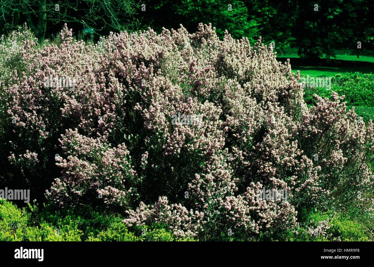 Irish heath (Erica erigena Superba), Ericaceae Stock Photo - Alamy