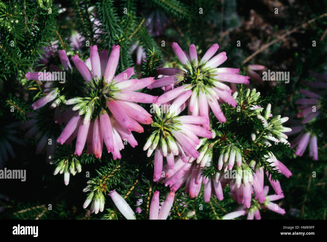 Ericaceae erica hi-res stock photography and images - Alamy