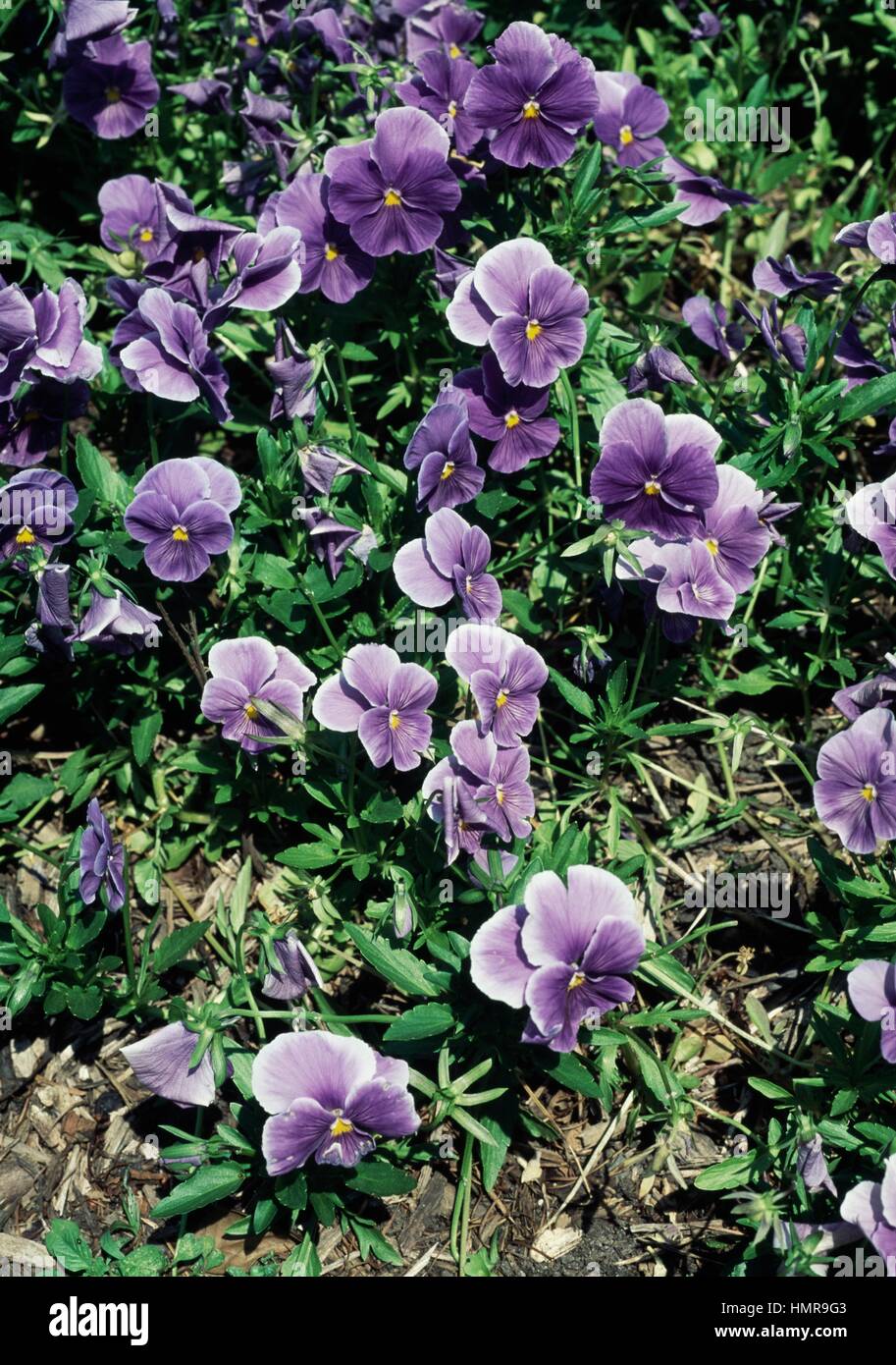 Pansy (Viola Universal True Blue), Violaceae Stock Photo - Alamy