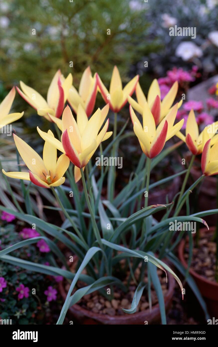 Lady tulip tulipa clusiana hi-res stock photography and images - Alamy