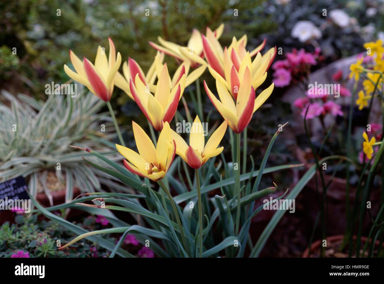 Lady tulip tulipa clusiana hi-res stock photography and images - Alamy
