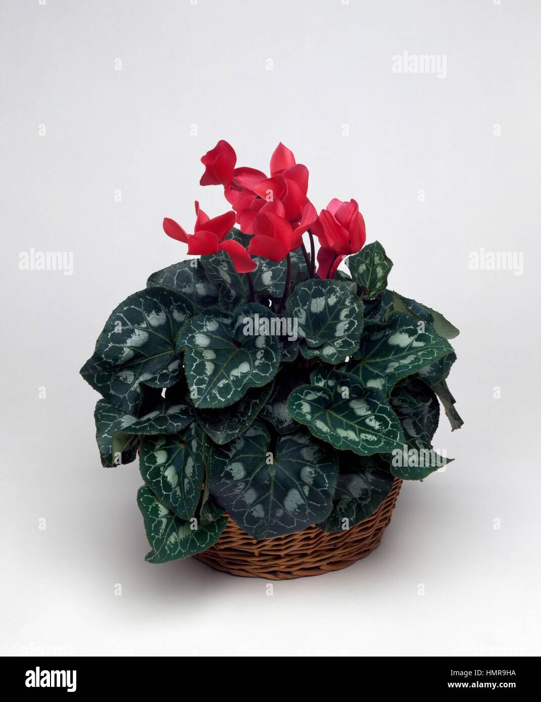 Florist's Cyclamen (Cyclamen persicum), Primulaceae Stock Photo - Alamy