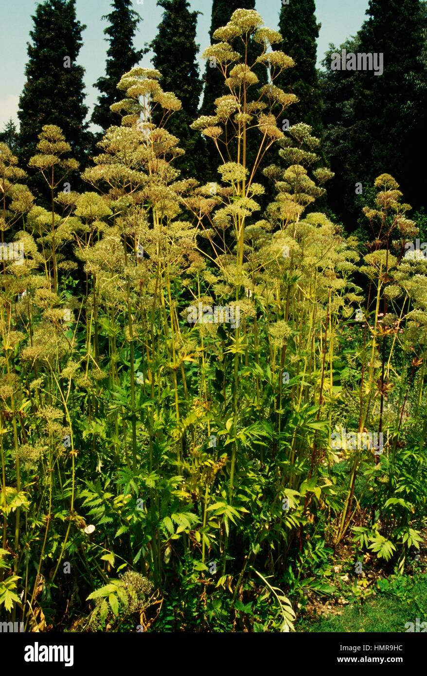 Valerian (Valeriana officinalis), Valerianaceae Stock Photo - Alamy