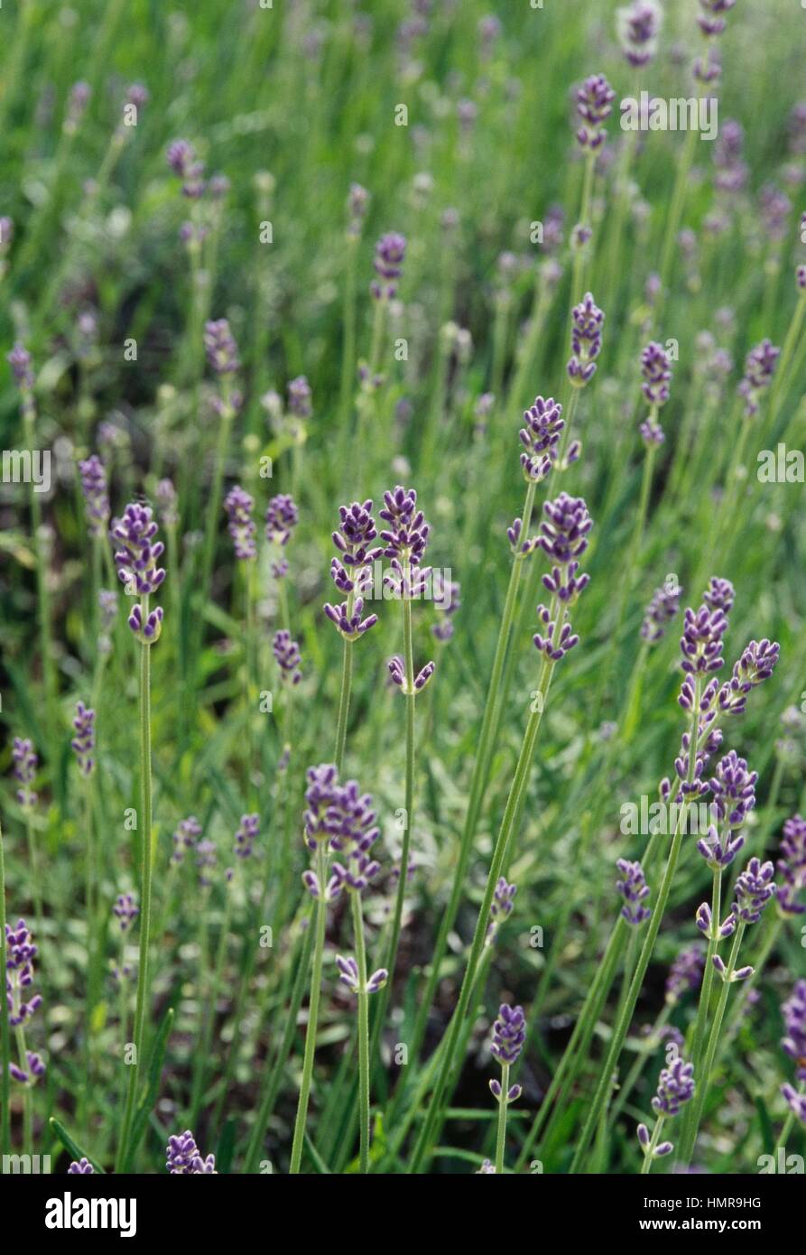 Lavender, English Lavender or Common Lavender (Lavandula officinalis ...