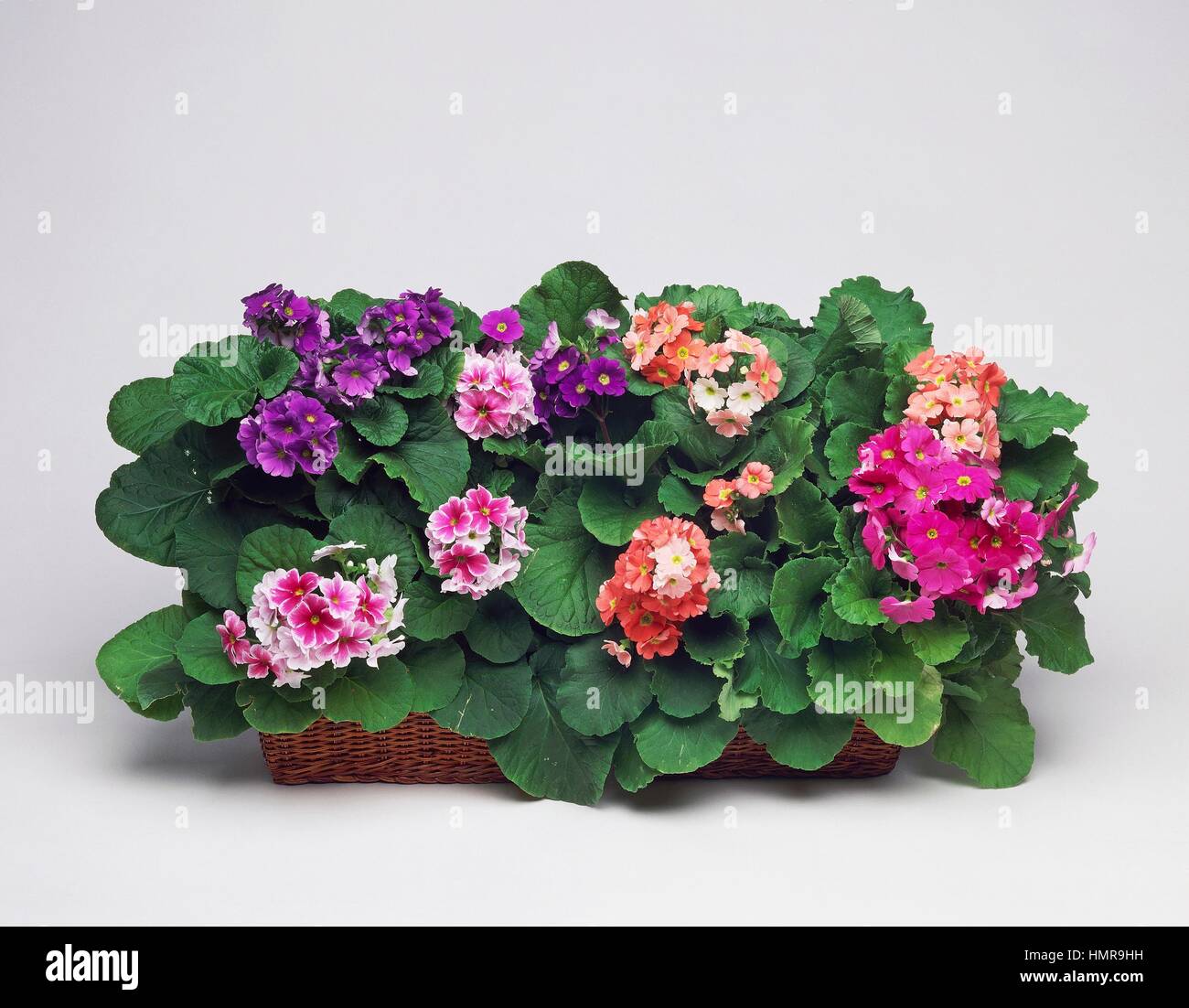 Poison primrose (Primula obconica), Primulaceae Stock Photo - Alamy