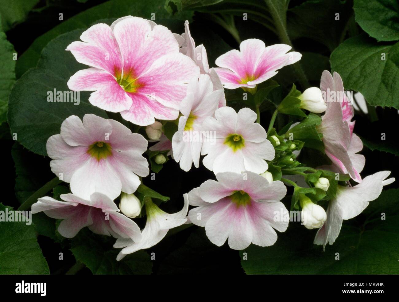 Poison primrose (Primula obconica), Primulaceae Stock Photo - Alamy