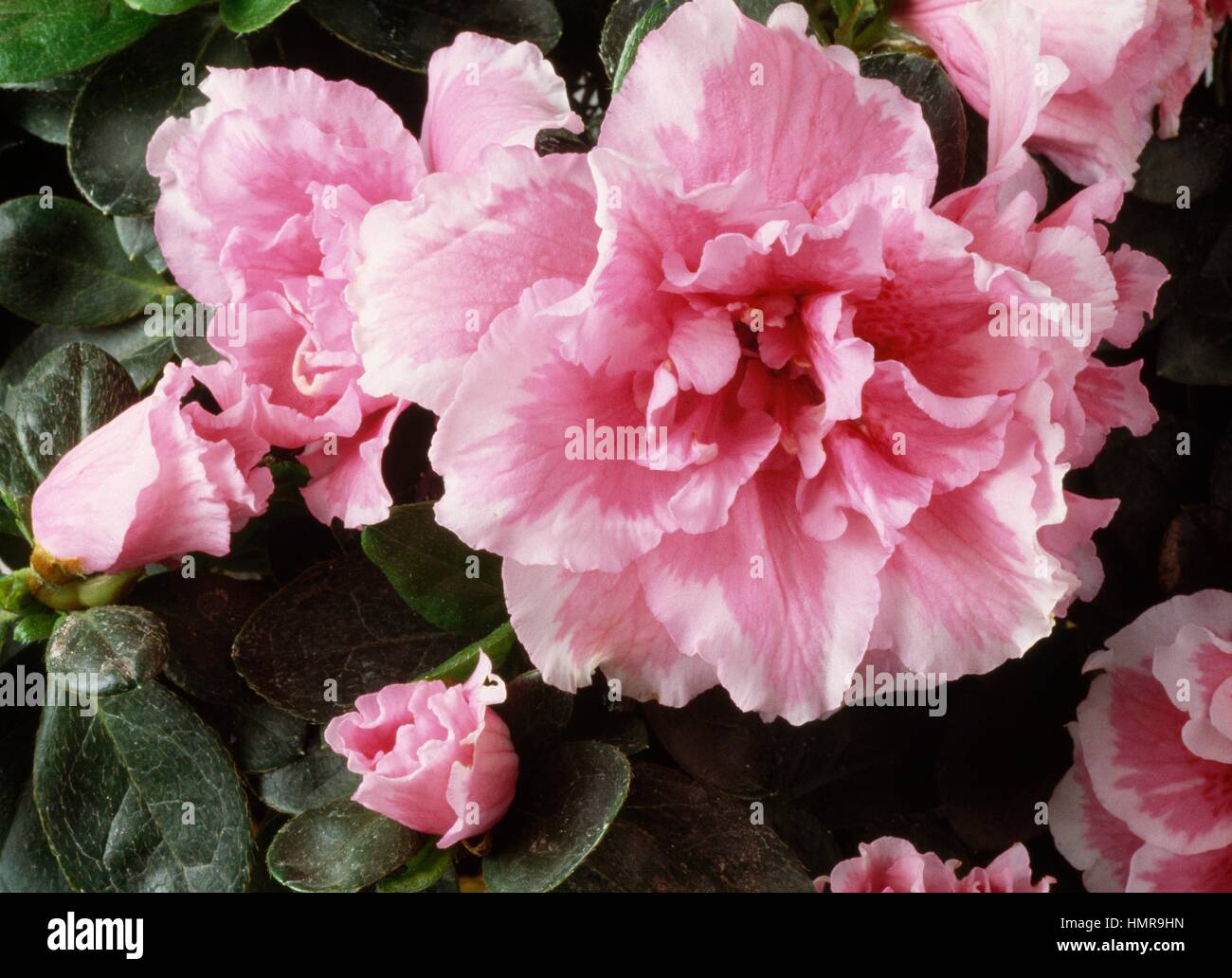Indian azalea (Rhododendron simsii or Rhododendron indicum), Ericaceae ...