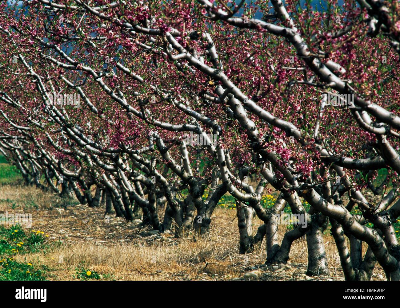 Peach trees (Prunus persica), Rosaceae Stock Photo - Alamy