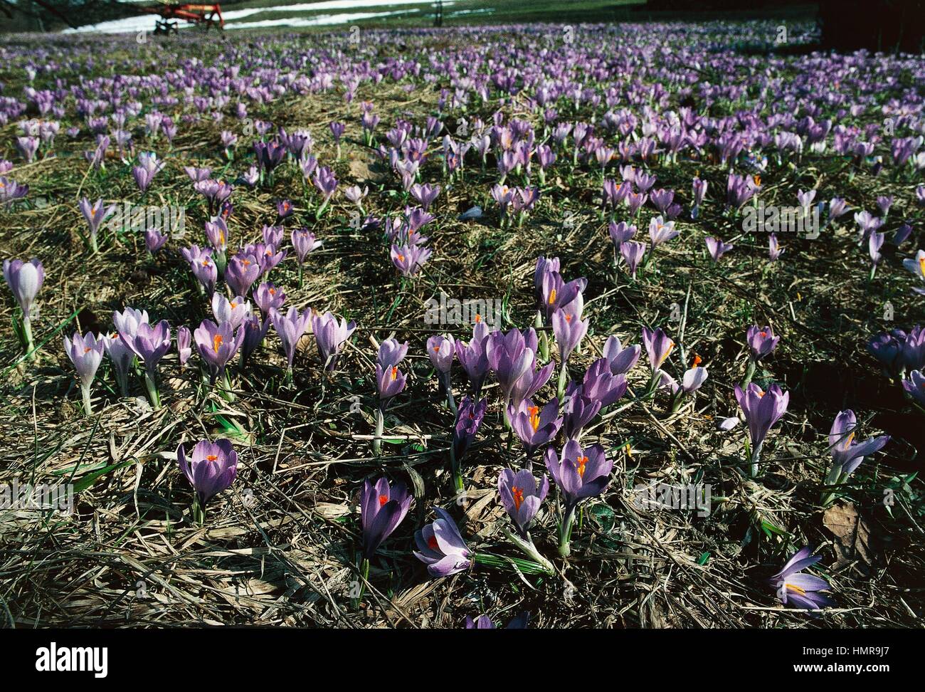 Meadow flowers crocus (Crocus sativus), Iridaceae Stock Photo - Alamy
