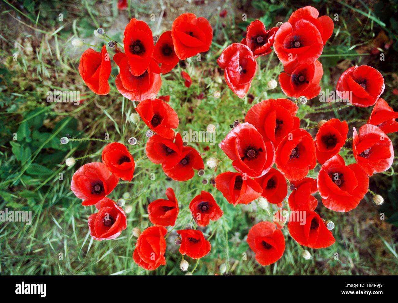 Common poppy, corn poppy, annual poppy (Papaver rhoeas), Papaveraceae ...