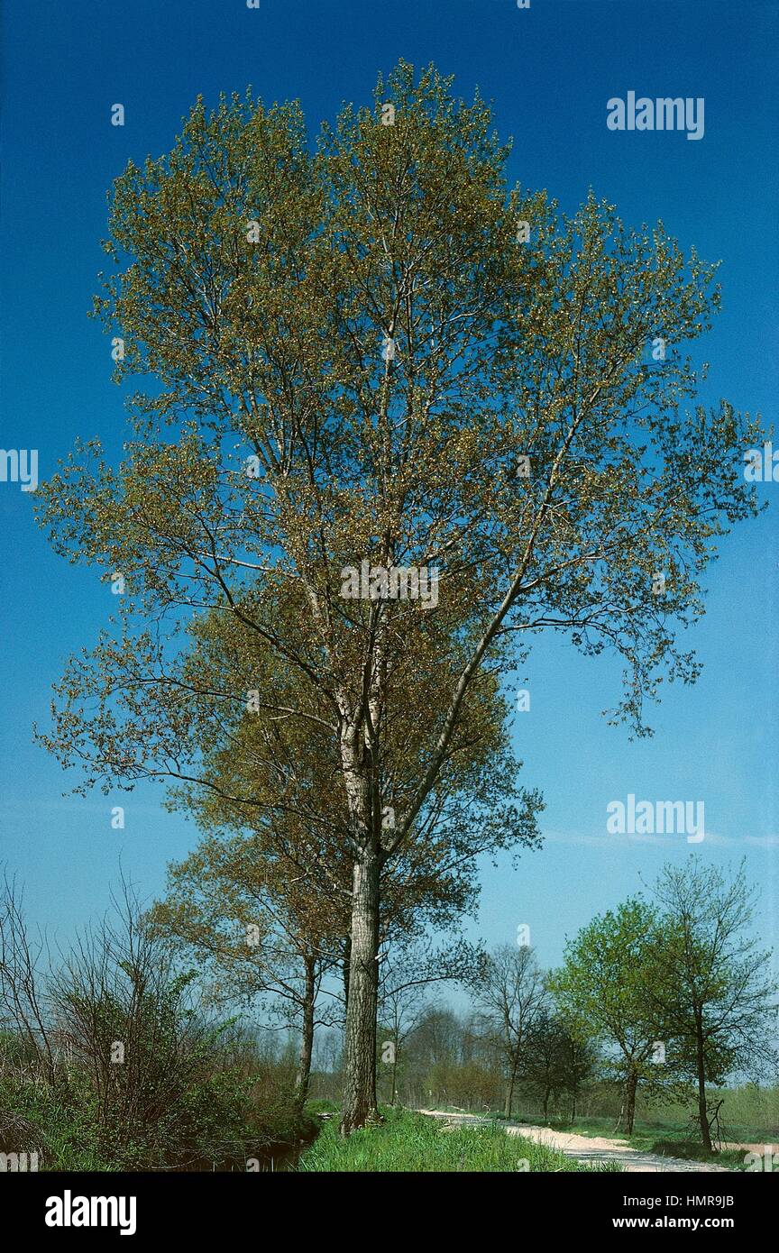 Poplar (Populus sp), Salicaceae Stock Photo - Alamy