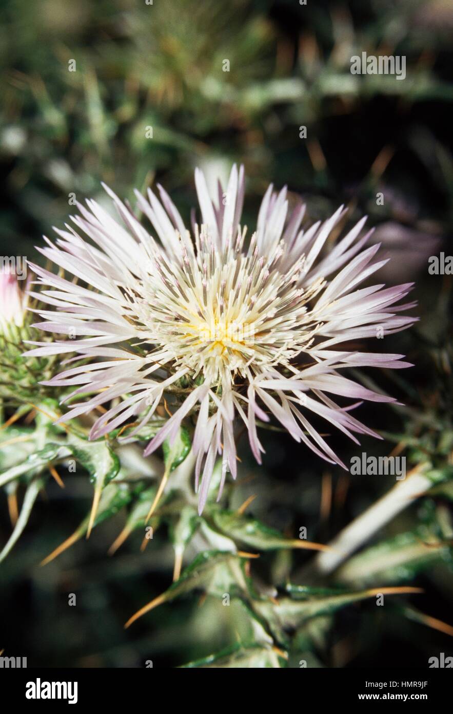 Boar thistle galactites tomentosa hi-res stock photography and images ...