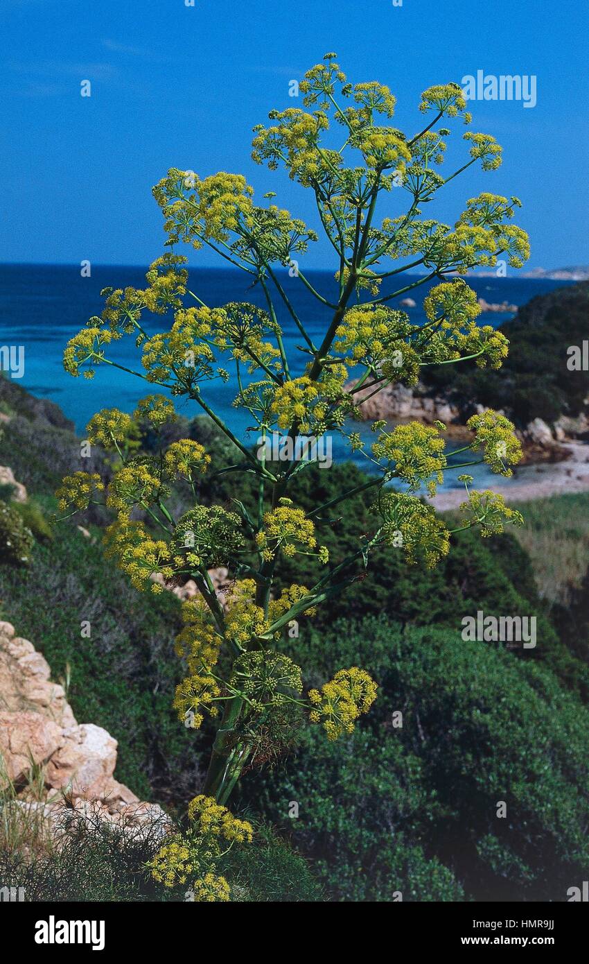 Giant fennel in bloom (Ferula communis), Apiaceae Stock Photo - Alamy