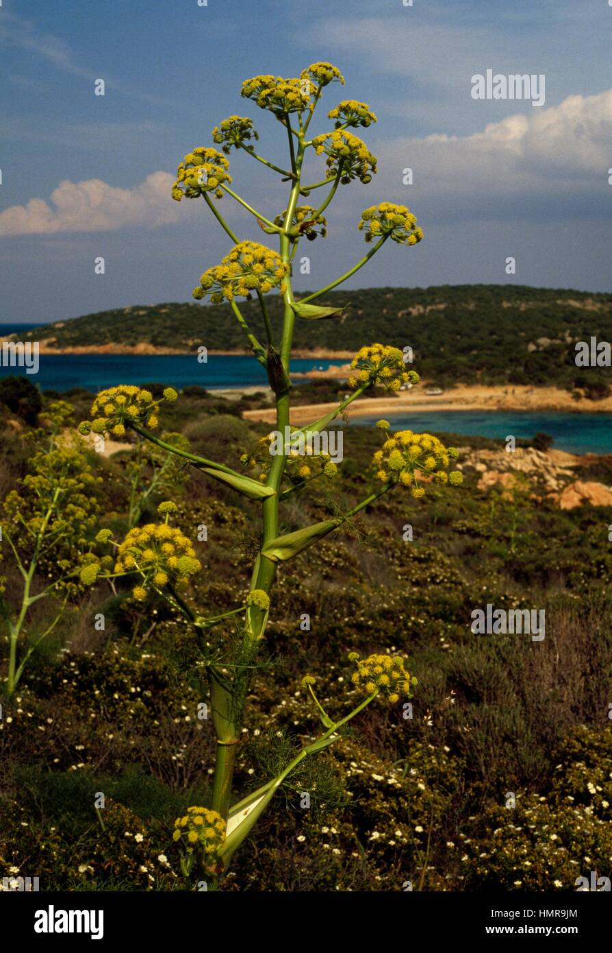Giant fennel in bloom (Ferula communis), Apiaceae Stock Photo - Alamy