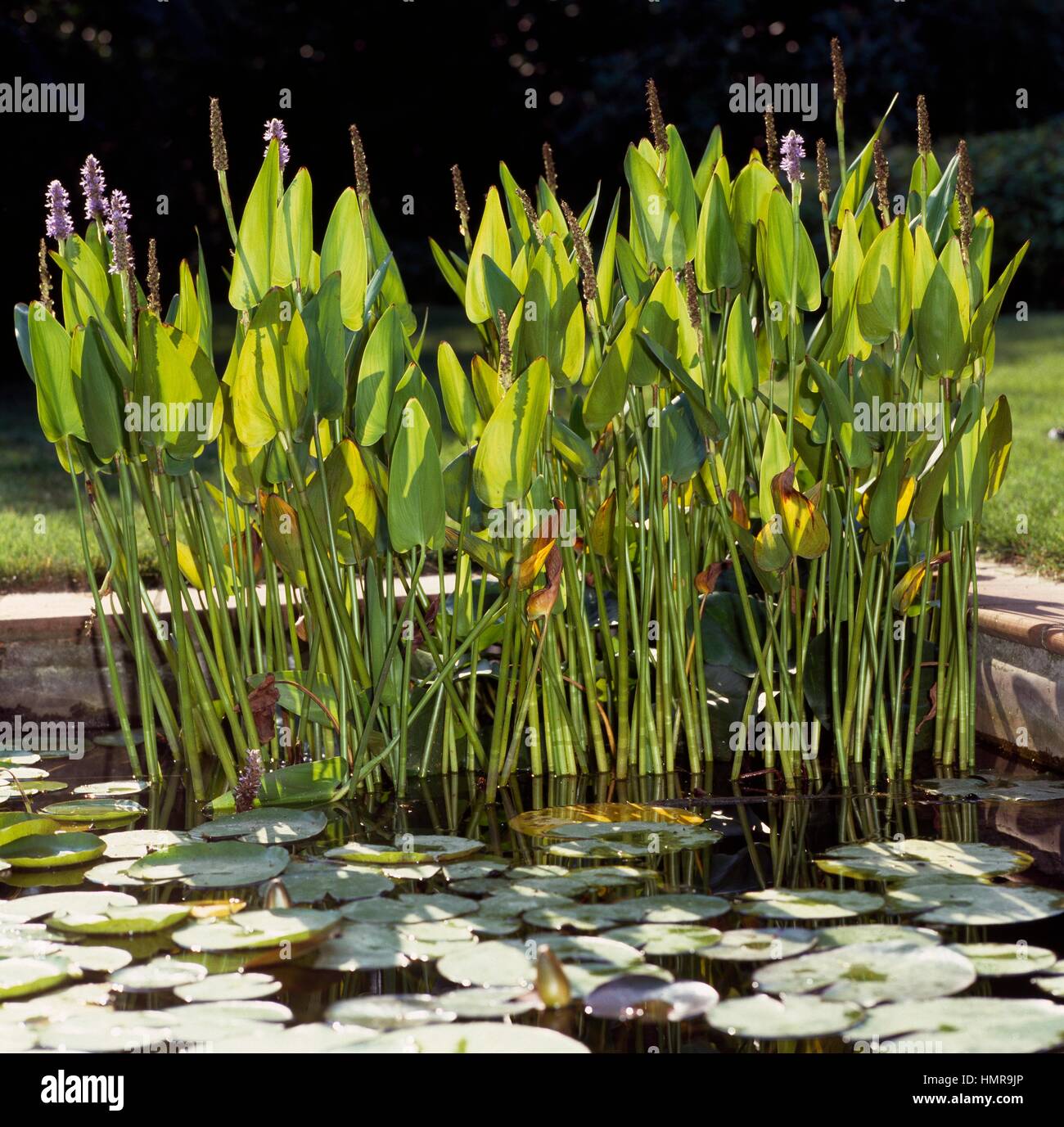 Pickerelweed (Pontederia cordata), Pontederiaceae Stock Photo - Alamy
